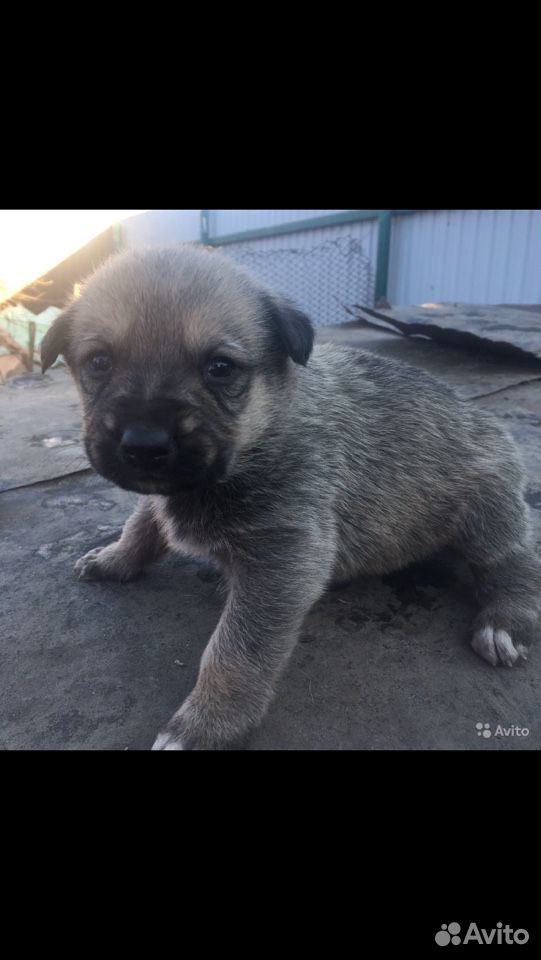 Щенята немецкой овчарки