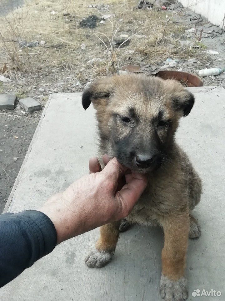 Щенята в самые добрые руки
