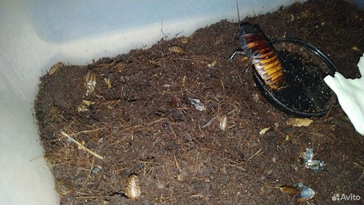 70+ шт. Нимфы архимандритов и блаберусов