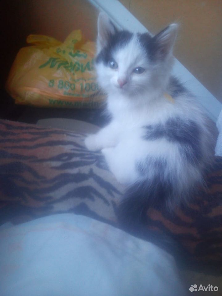 Мальчики пушистики 2 месяца ищут новый дом