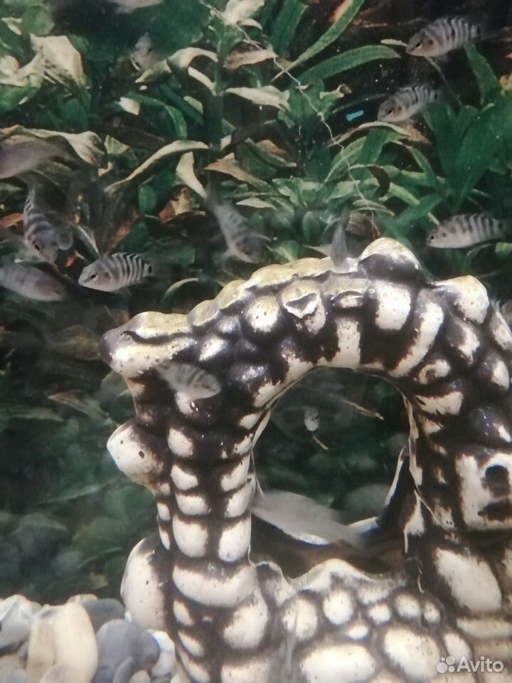 Мальки цихлазомы чернополоски