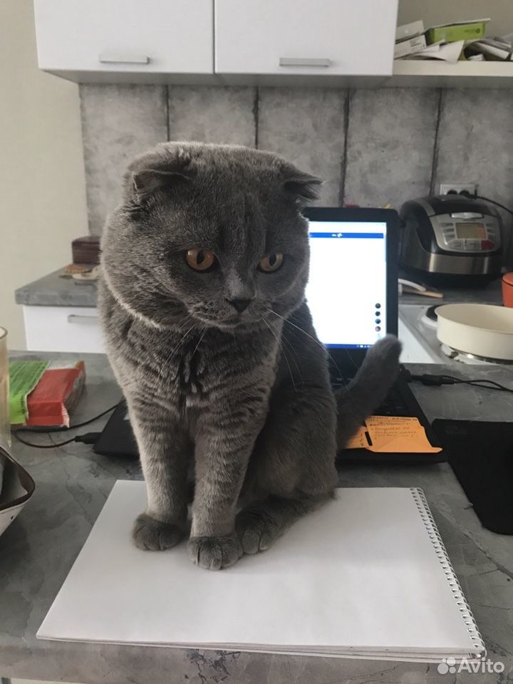 Шотландский вислоухий кот, 5 лет