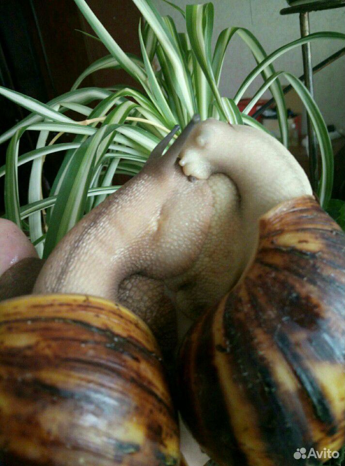 Продам архахатин