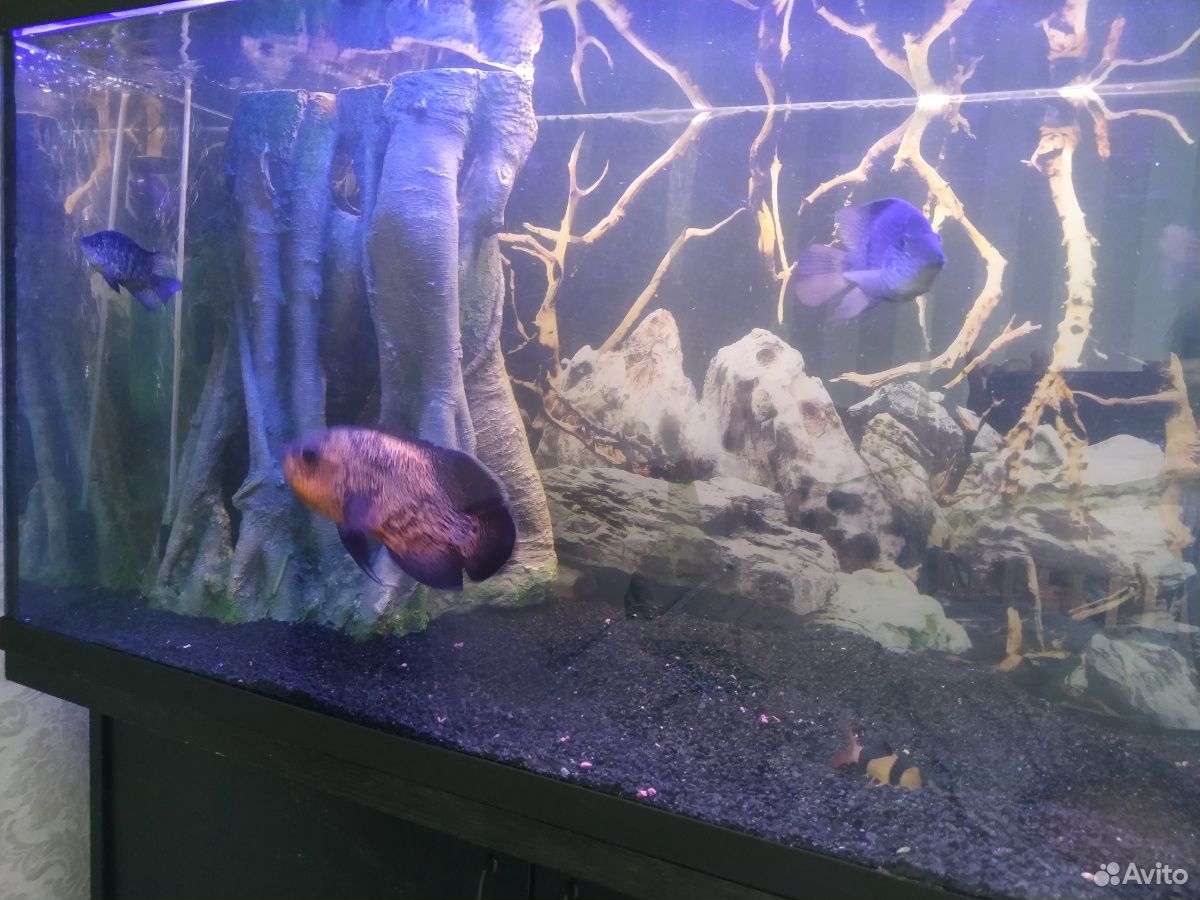 Аквариум 250 литров