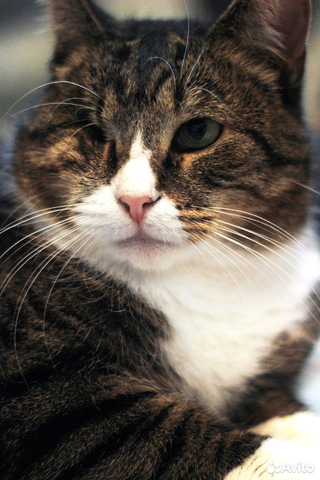 Глафира, кошка, возраст 3 года