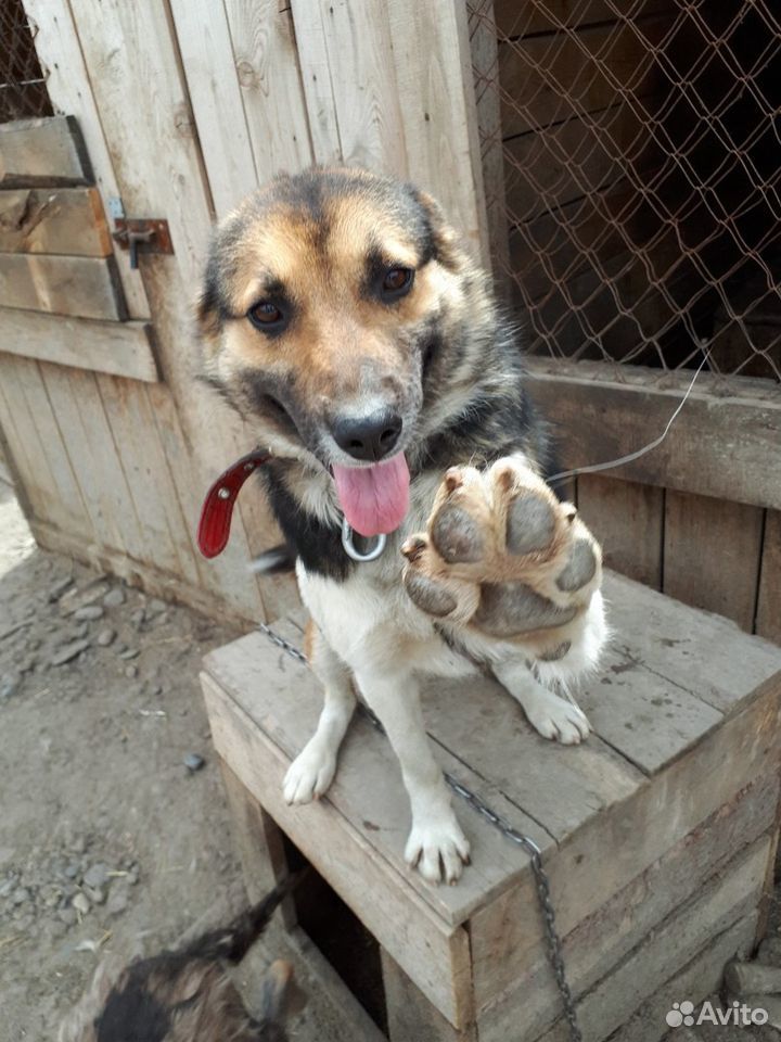 Шерочка ищет дом