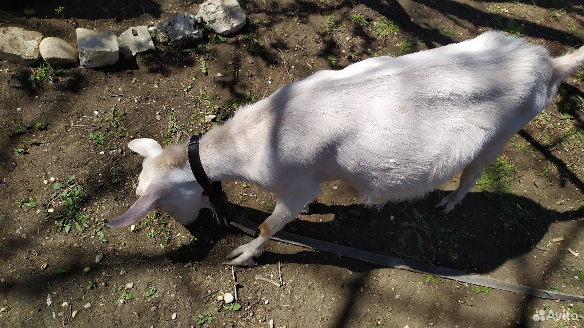 Коза с козлятами