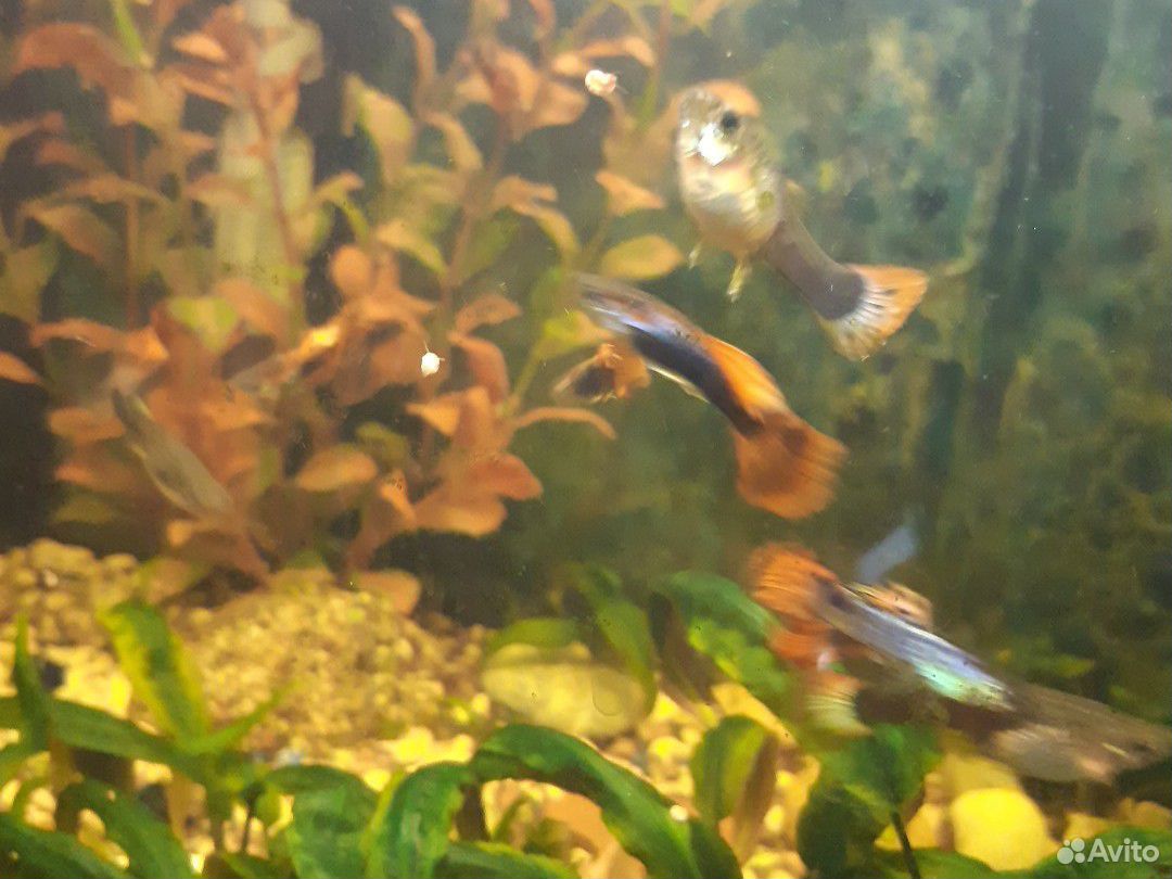 Гуппи, гвоздики, самцы