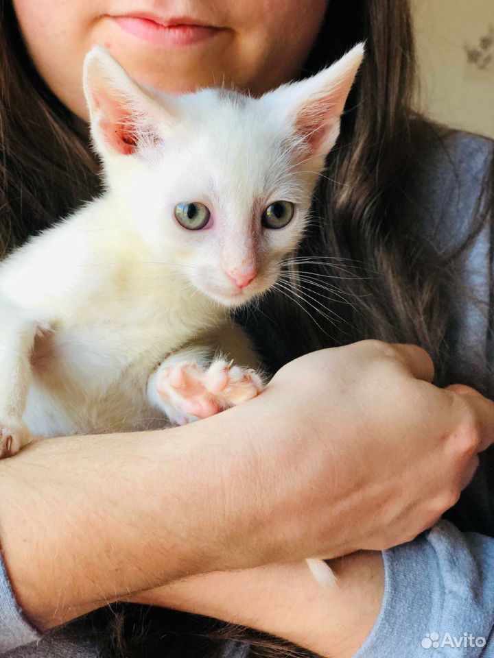 Котенок 1.5 месяца