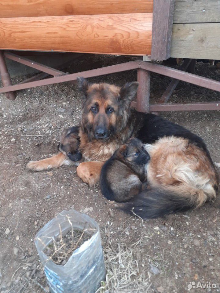 Немецкая овчарка