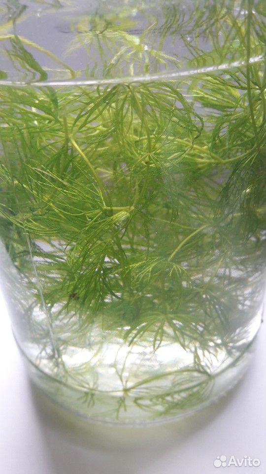 Флорариум.Водоросли для аквариума