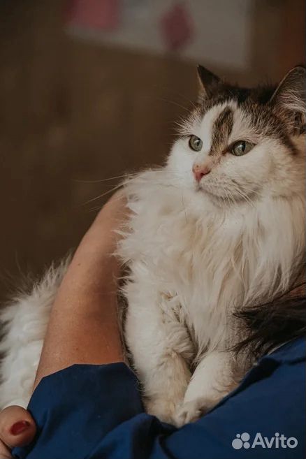 Отдам кошечку