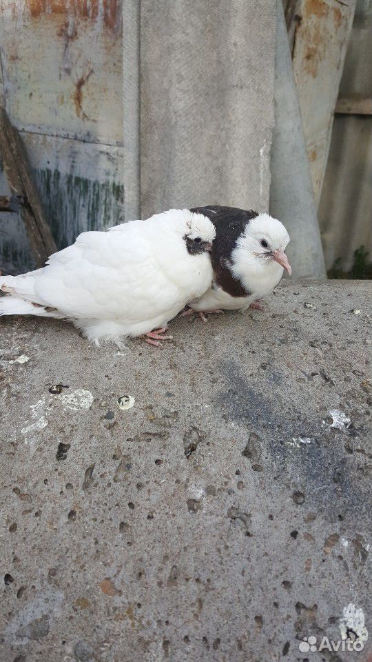 Заберите потерялись 2 голубя молодые