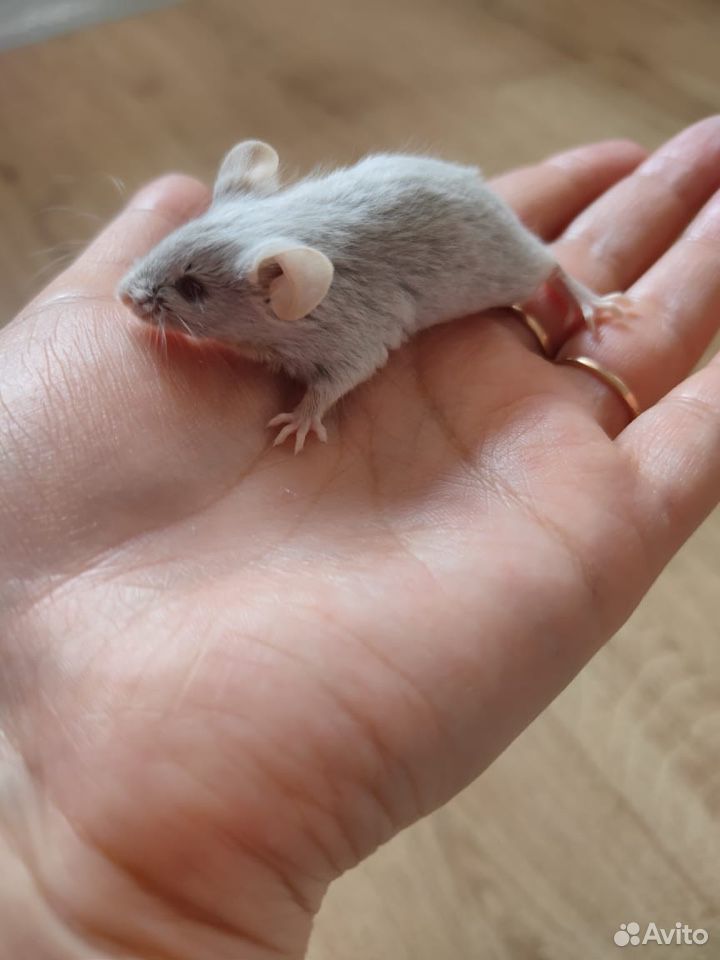 Декоративная мышка