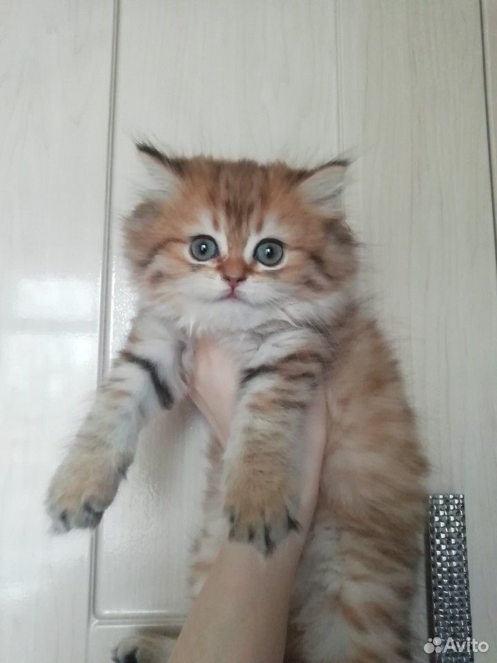 Золотая кошечка