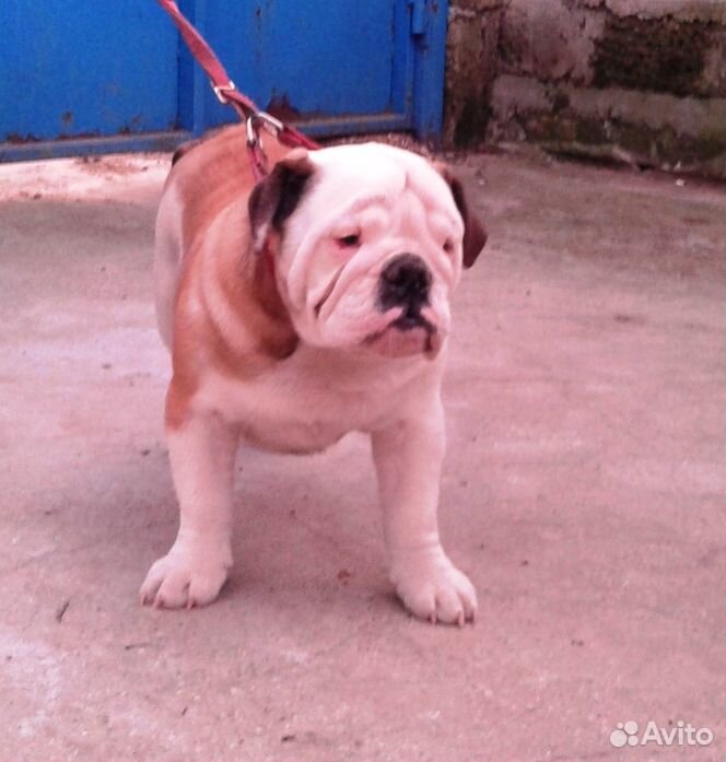 Большой добродушный толстяк ищет любящую семью