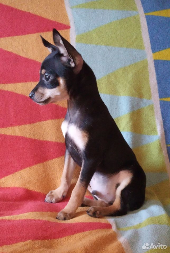 Русский той щенок