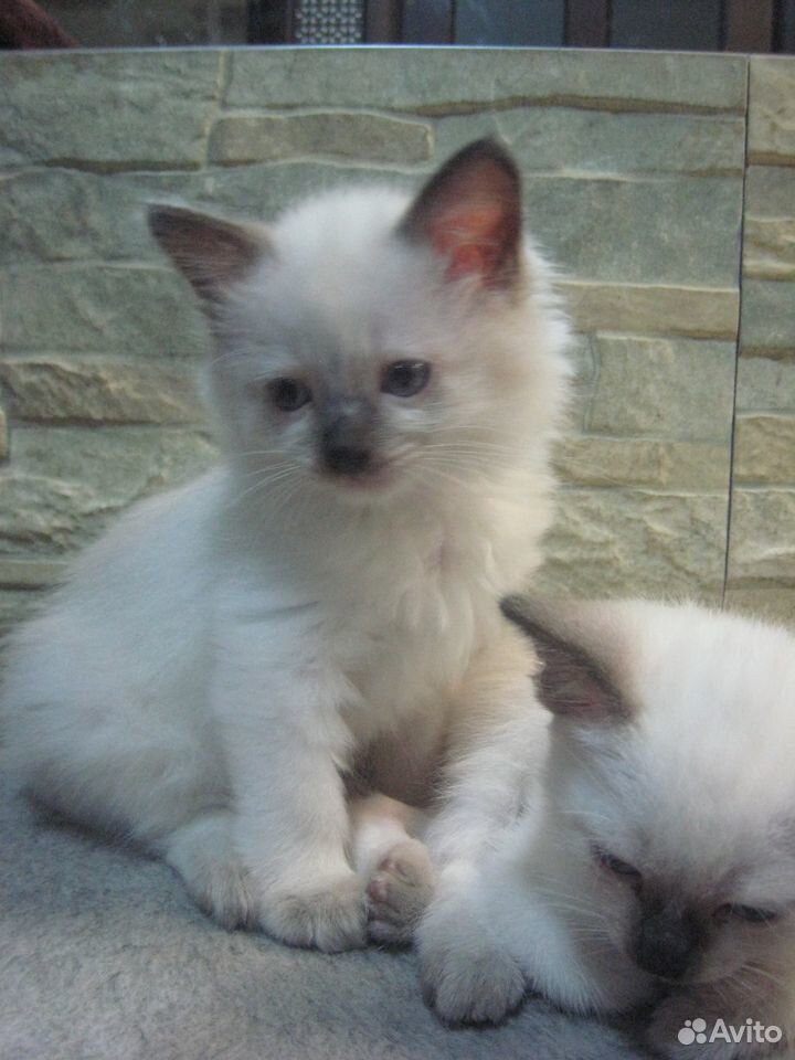 Красавица Ксюша