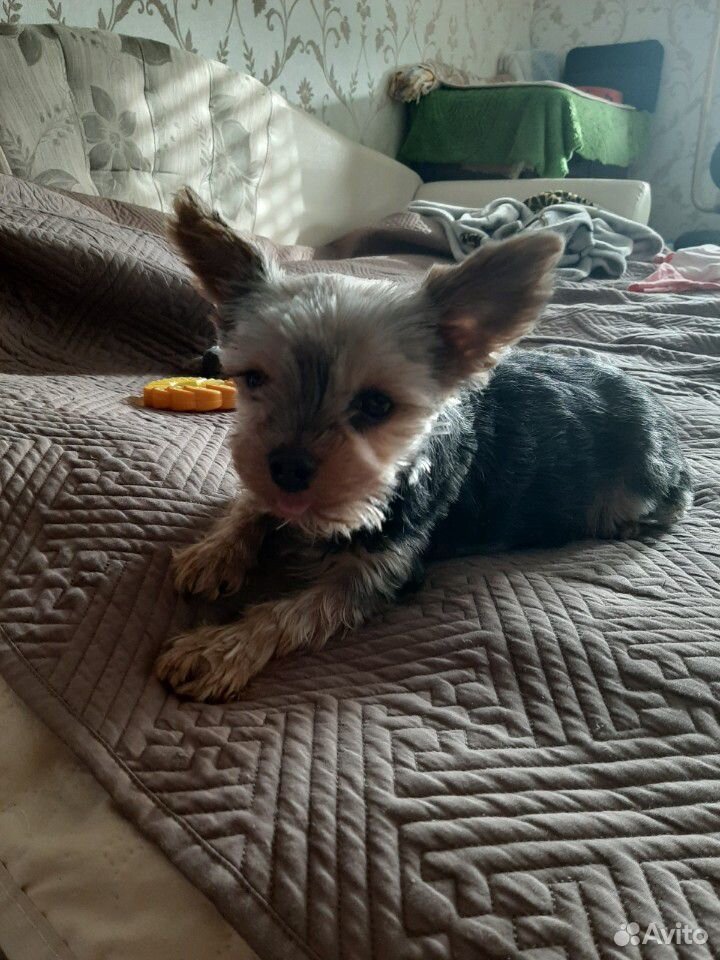 Йоркширский терьер