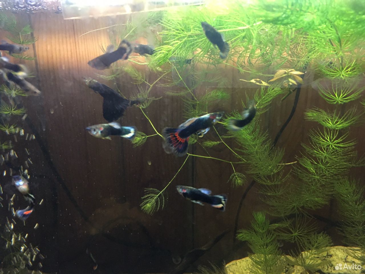 Рыбки гуппи