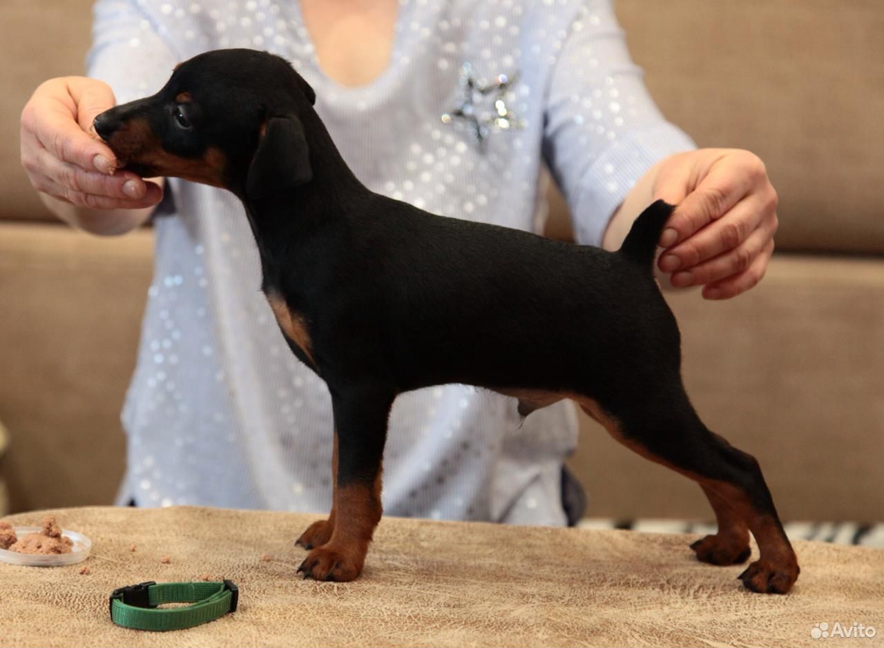 Щенки цвергпинчера