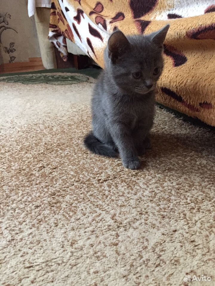 Британская