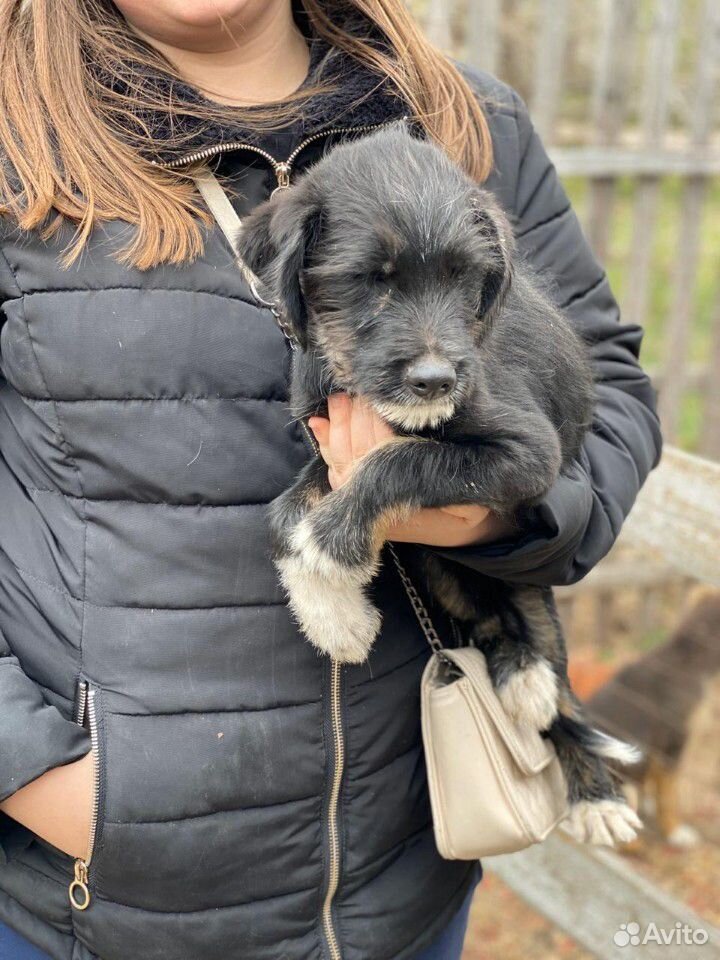 Щенок-бородатик