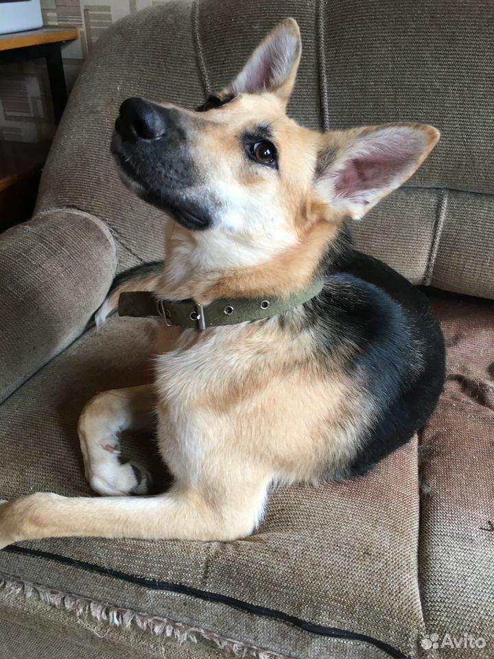 Красавица Фиона в добрые руки