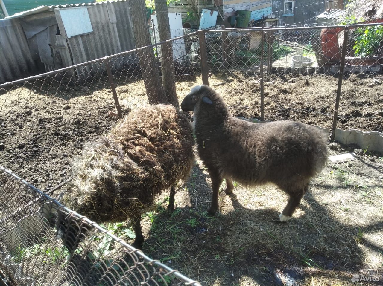 Овца и ярка