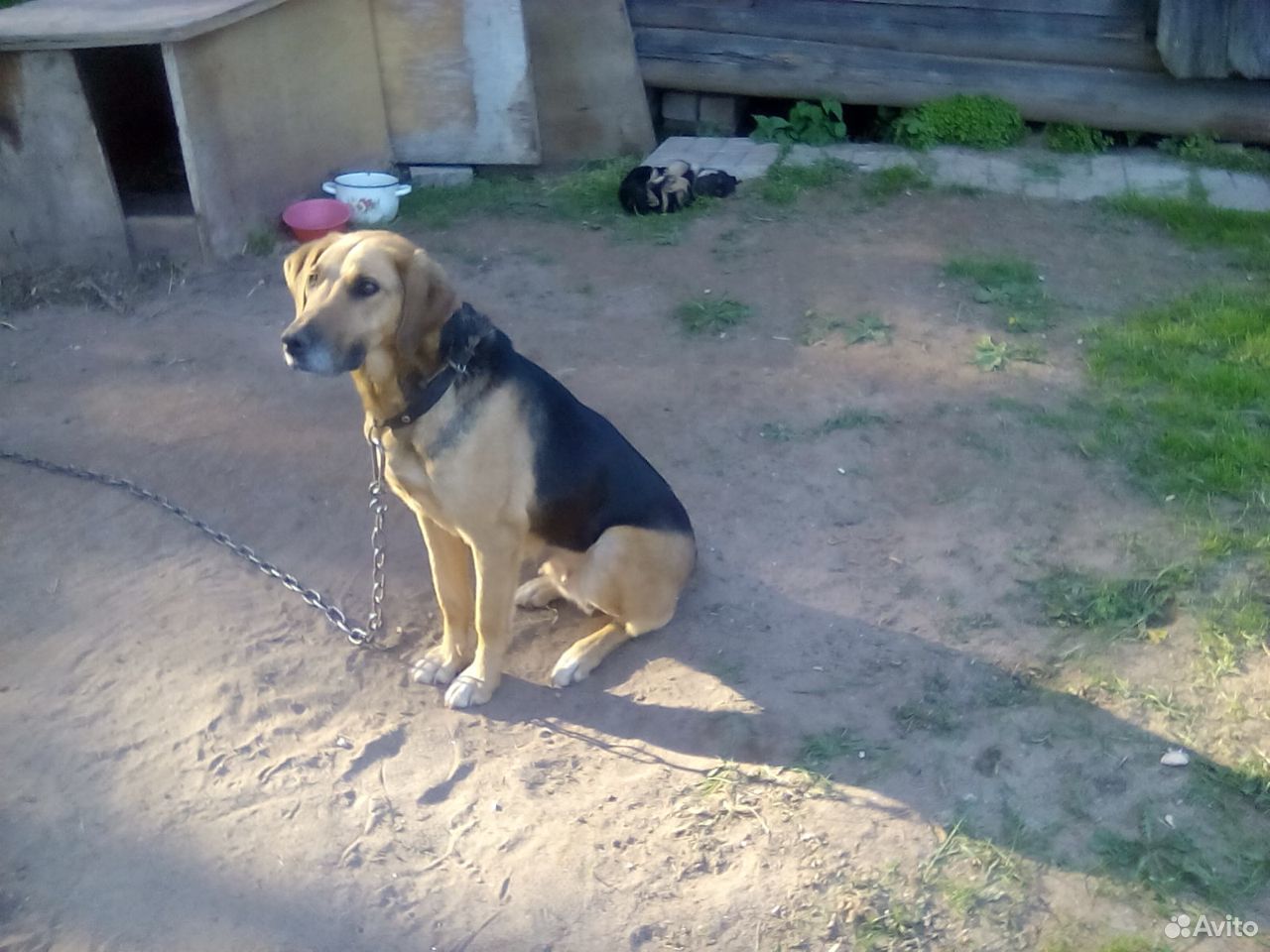 Щенки Русской гончей