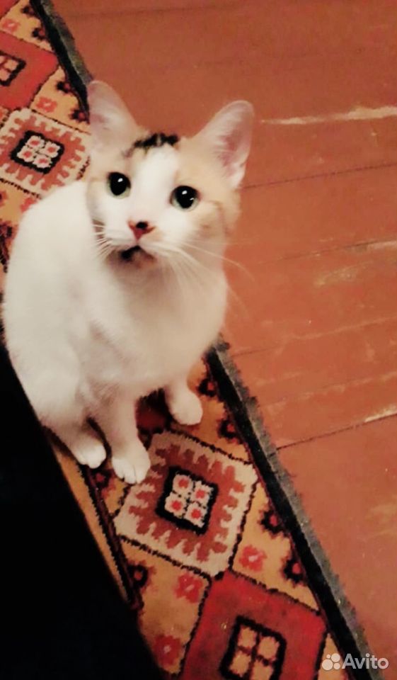 Кошка ищет свой дом. У неё умер хозяин и полгода о