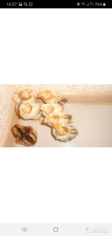 Цыплята корниш