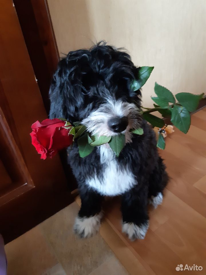 Щенок метис