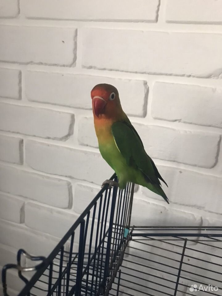 Попугай неразлучник