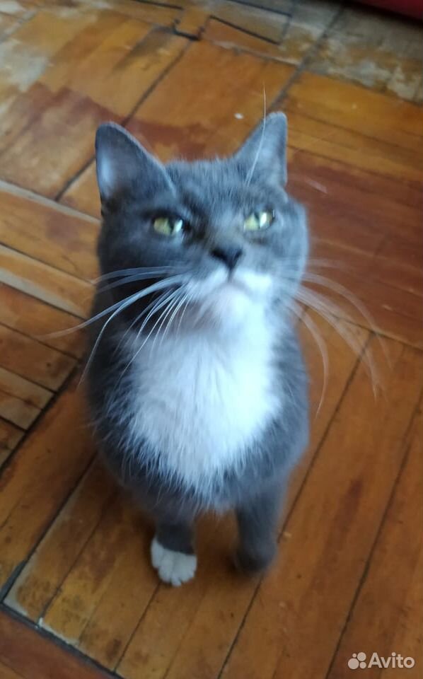 Кошка