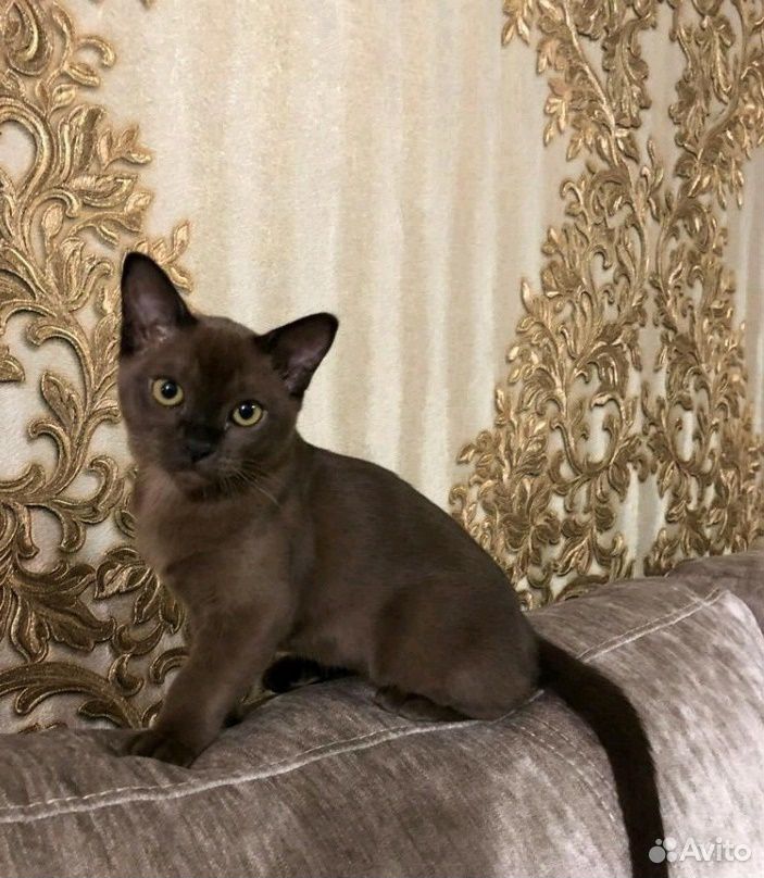 Бурманский котёнок окрас соболиный Сэм