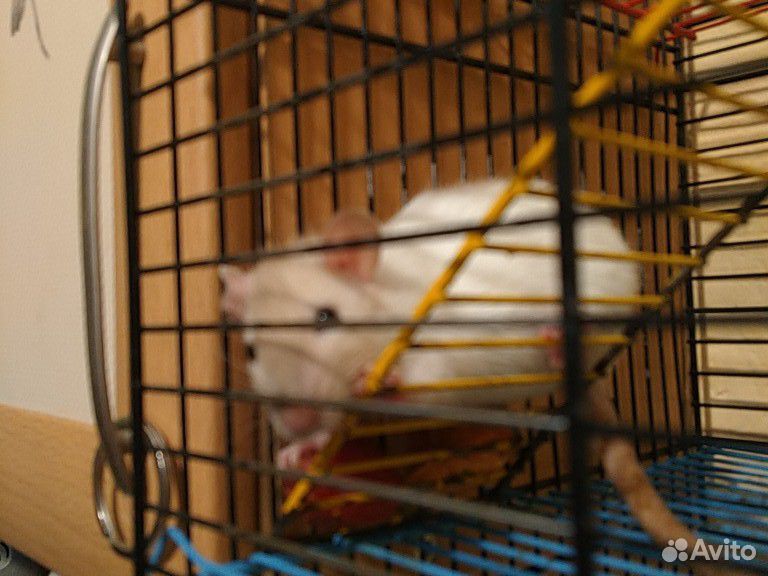 Крыса ласточка