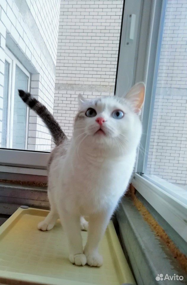 Кэсси в добрые руки