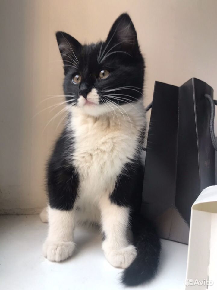 Котенок