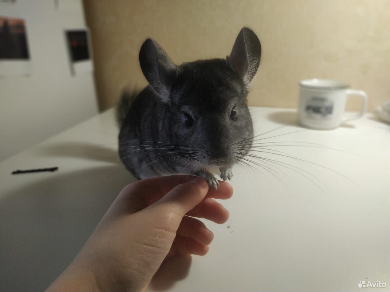 Шиншилла
