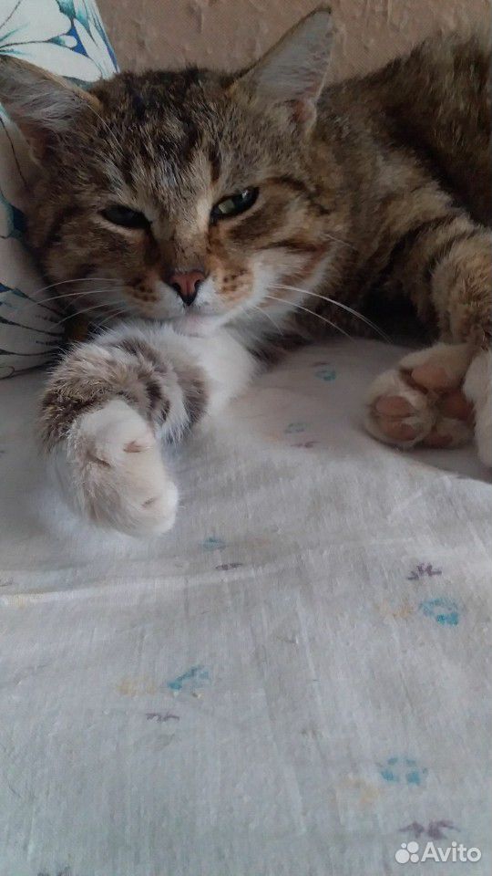 Кошка