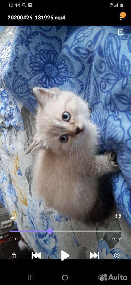 Отдам двух прекрасных девочек