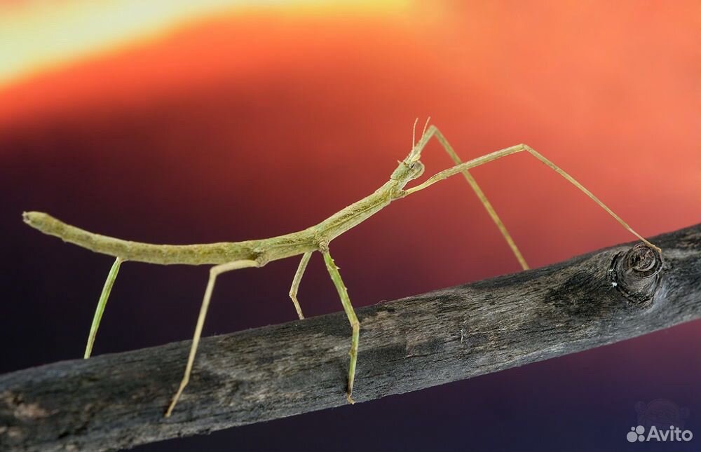 Аннамские палочники