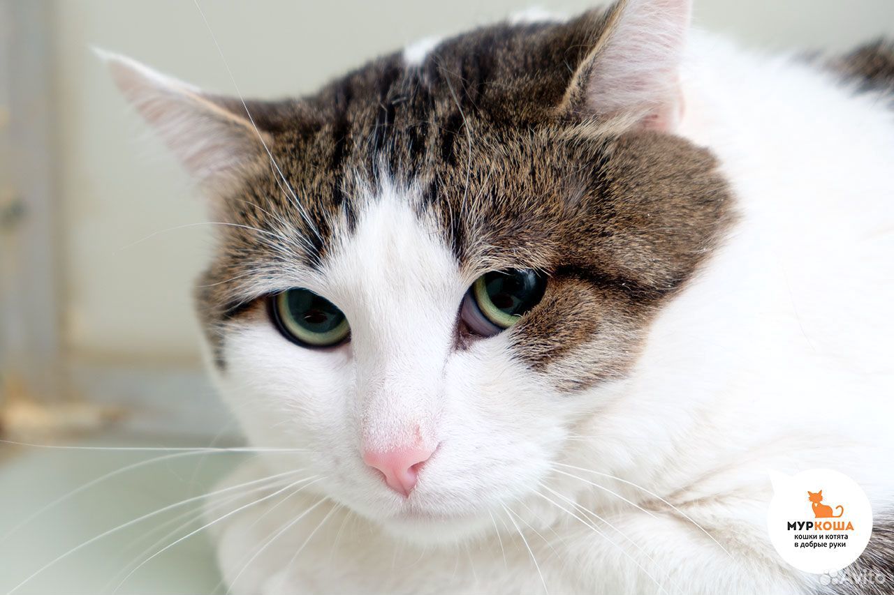 Я котик Пегас