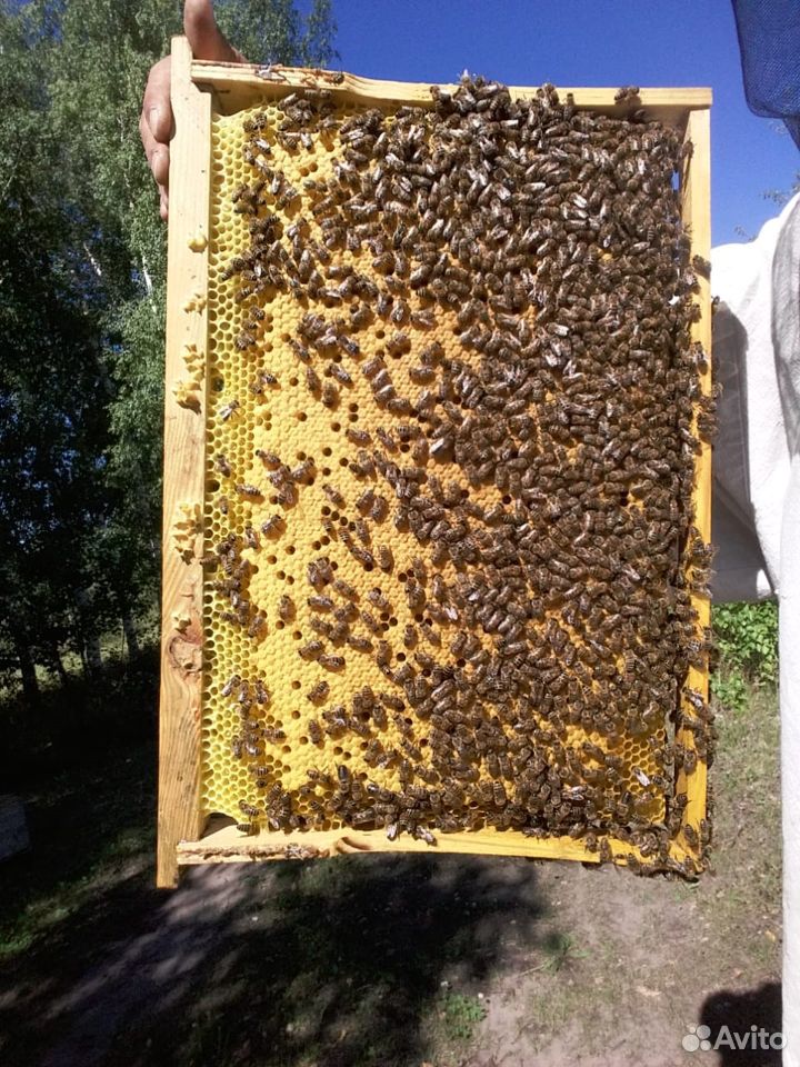 Пчелопакеты
