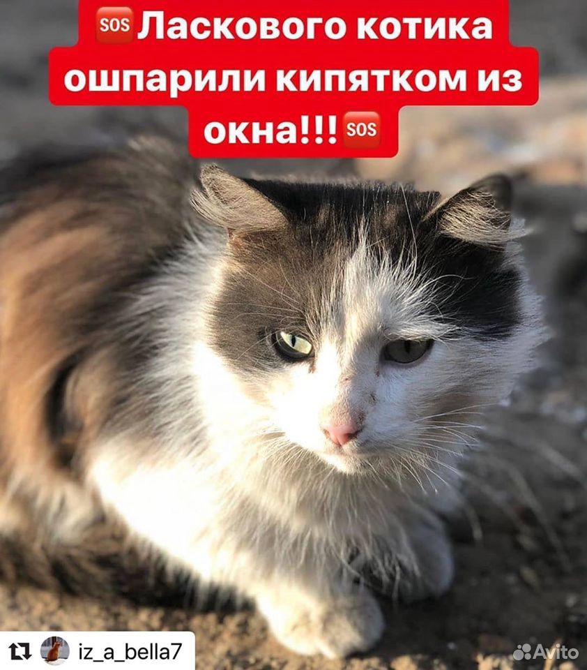 Ласовый,очень доверчивый котик Пушок в добрые руки