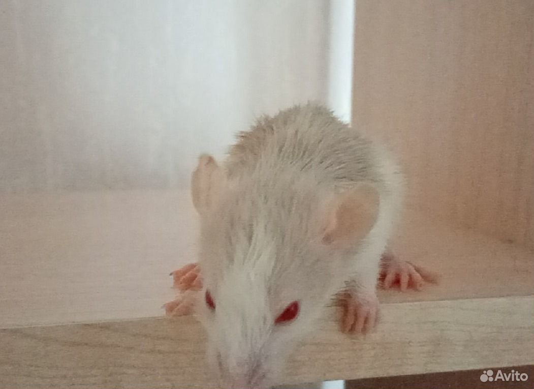 Декоративный крысёнок бело-серая шерстка