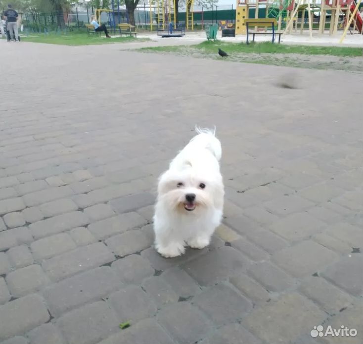 Красивый щенок мальтезе