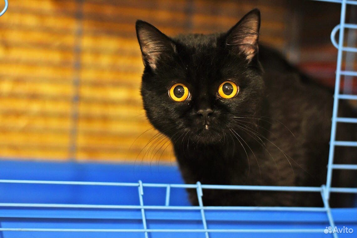 Марик ищет дом