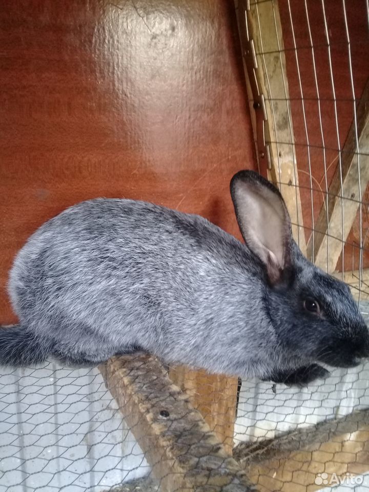 Половозрелые крольчихи и кролы